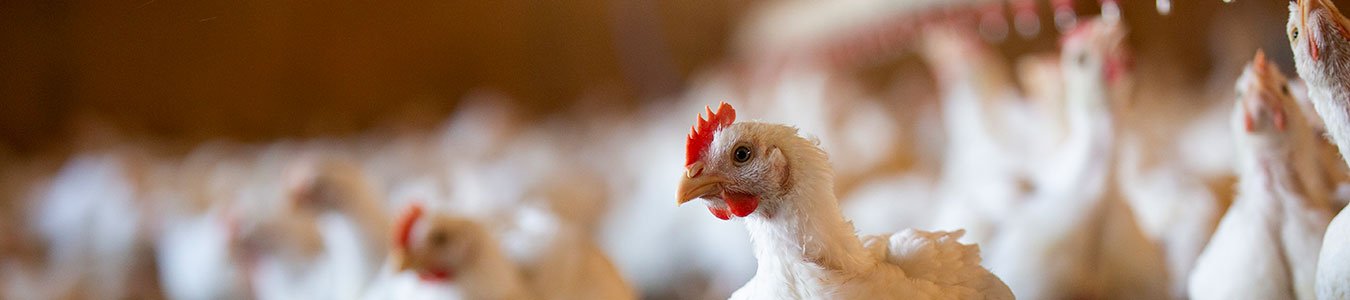 National Chicken Council | Membership