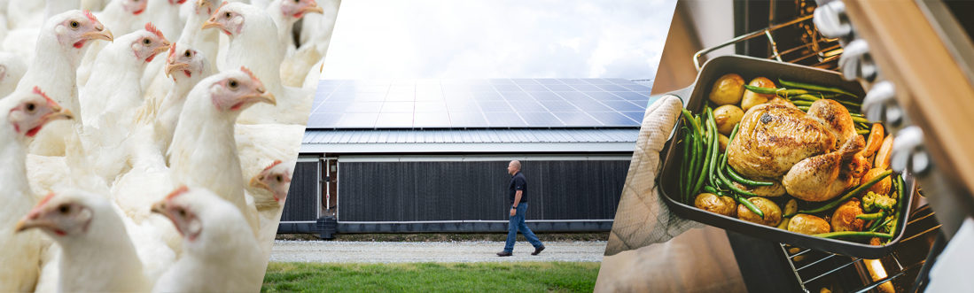 National Chicken Council | 2020 U.S. Broiler Chicken Industry ...